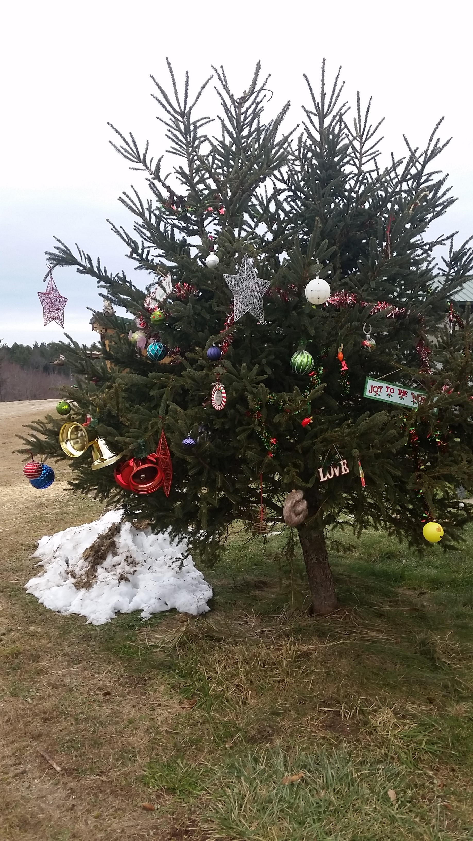 Miracle Acres Farm – Family Operated Christmas Tree, Maple Syrup and ...